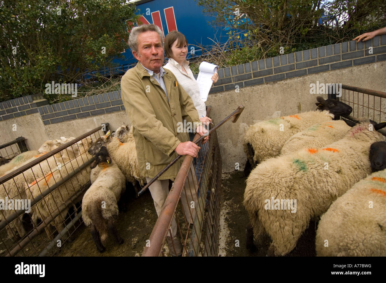Rural sheep livestock woman farming hi-res stock photography and images ...