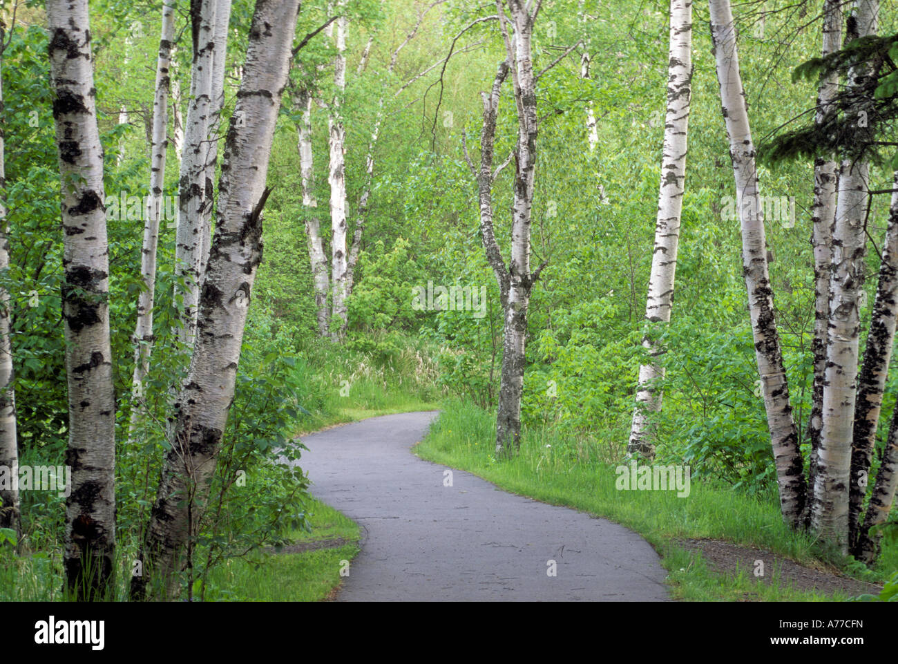 PATH THROUGH SPLIT ROCK LIGHTHOUSE STATE PARK, N.E. MINNESOTA ARROWHEAD ...