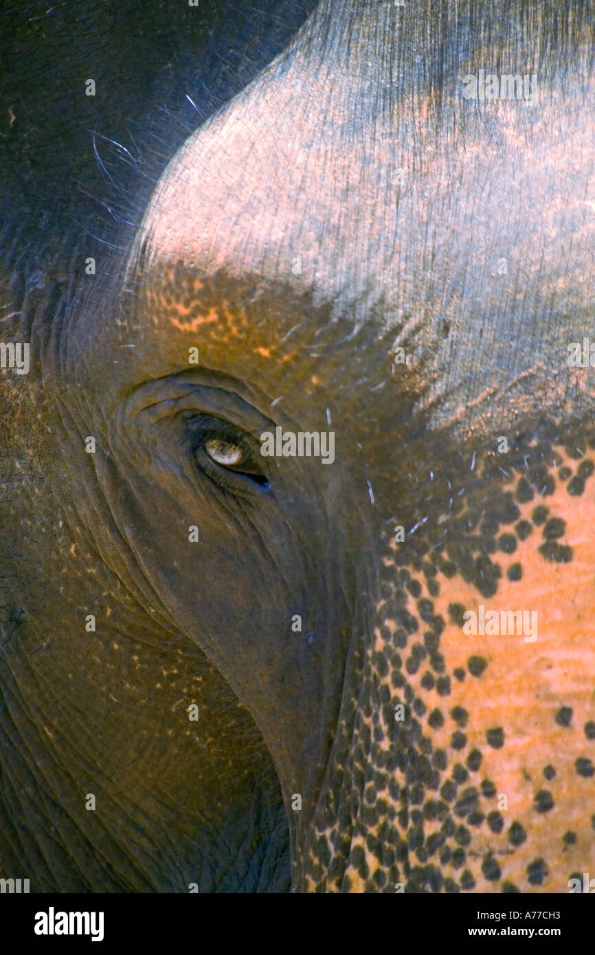 Close up of the eye and forehead of large male Indian elephant (Elephas ...