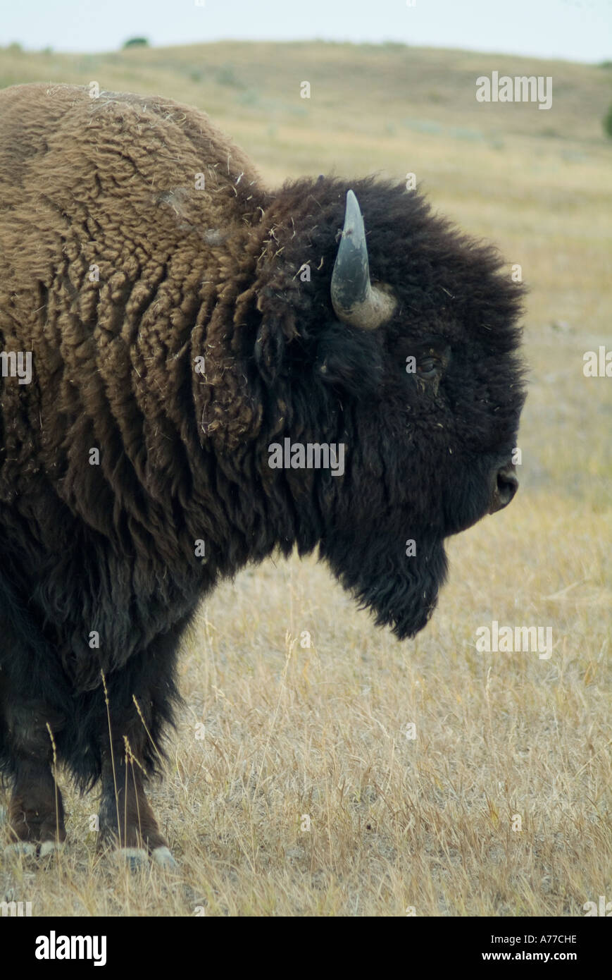 Buffalo, Buffalo Gap, Great Plains, South Dakota Stock Photo - Alamy