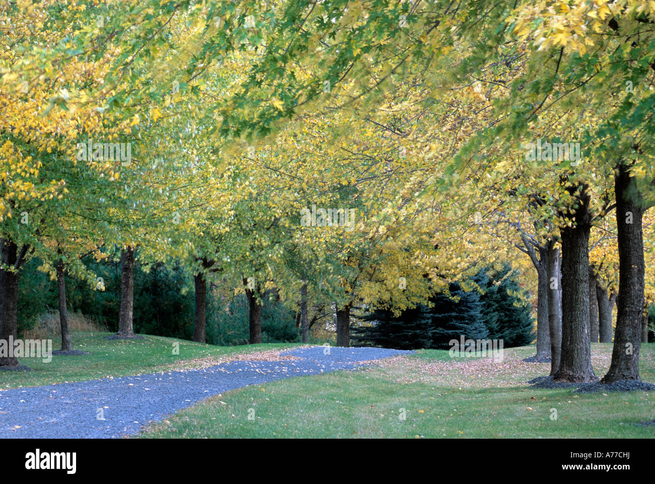 DRIVEWAY LEADS TO RURAL MINNESOTA HOME UNDER SILVER MAPLE TREES; EARLY ...