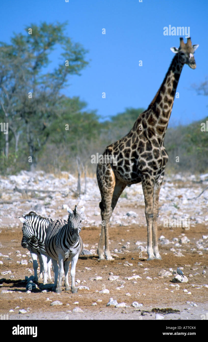 Water hole zebra and giraffe hi-res stock photography and images - Alamy