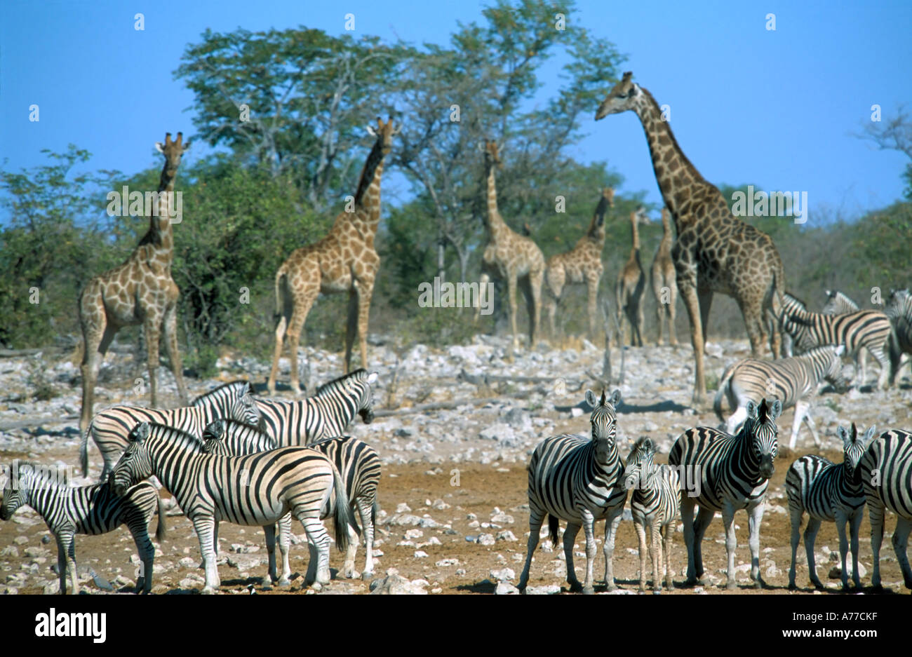 Zebras And Giraffes Together
