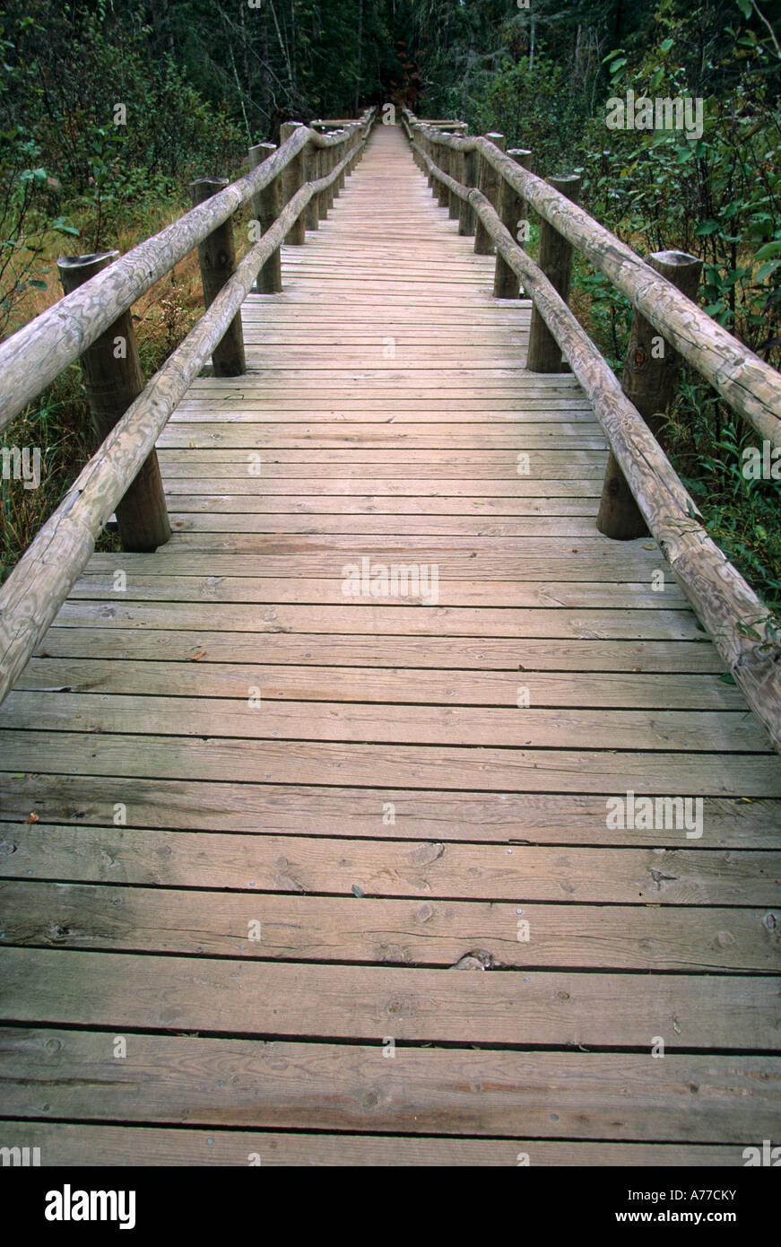 BOARDWALK THROUGH POND AREA; ITASCA STATE PARK, NORTHERN MINNESOTA ...
