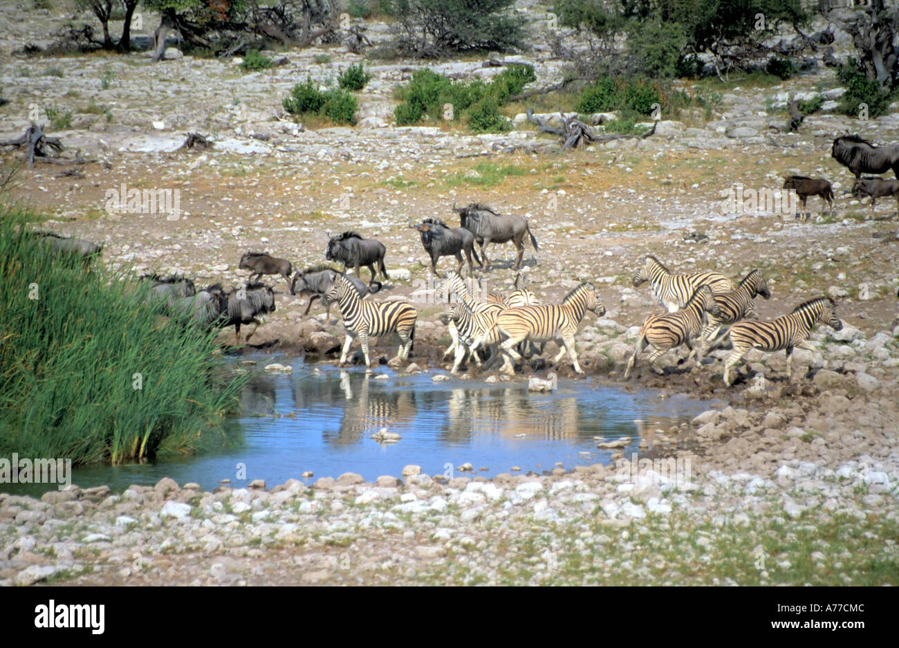 African watering hole different species hi-res stock photography and ...