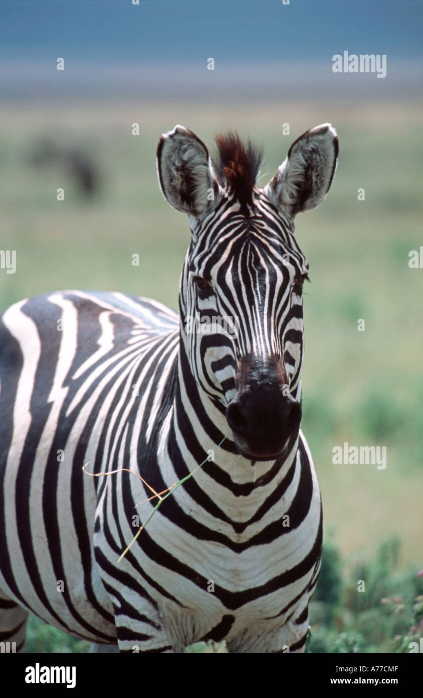 Zebra on etosha savanna hi-res stock photography and images - Alamy