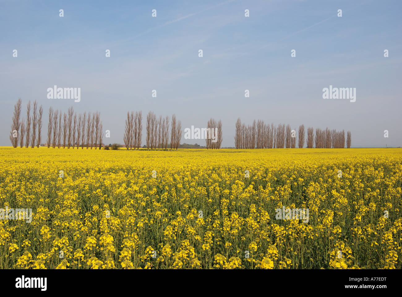 Rapeseed field blossoms close hi-res stock photography and images - Alamy