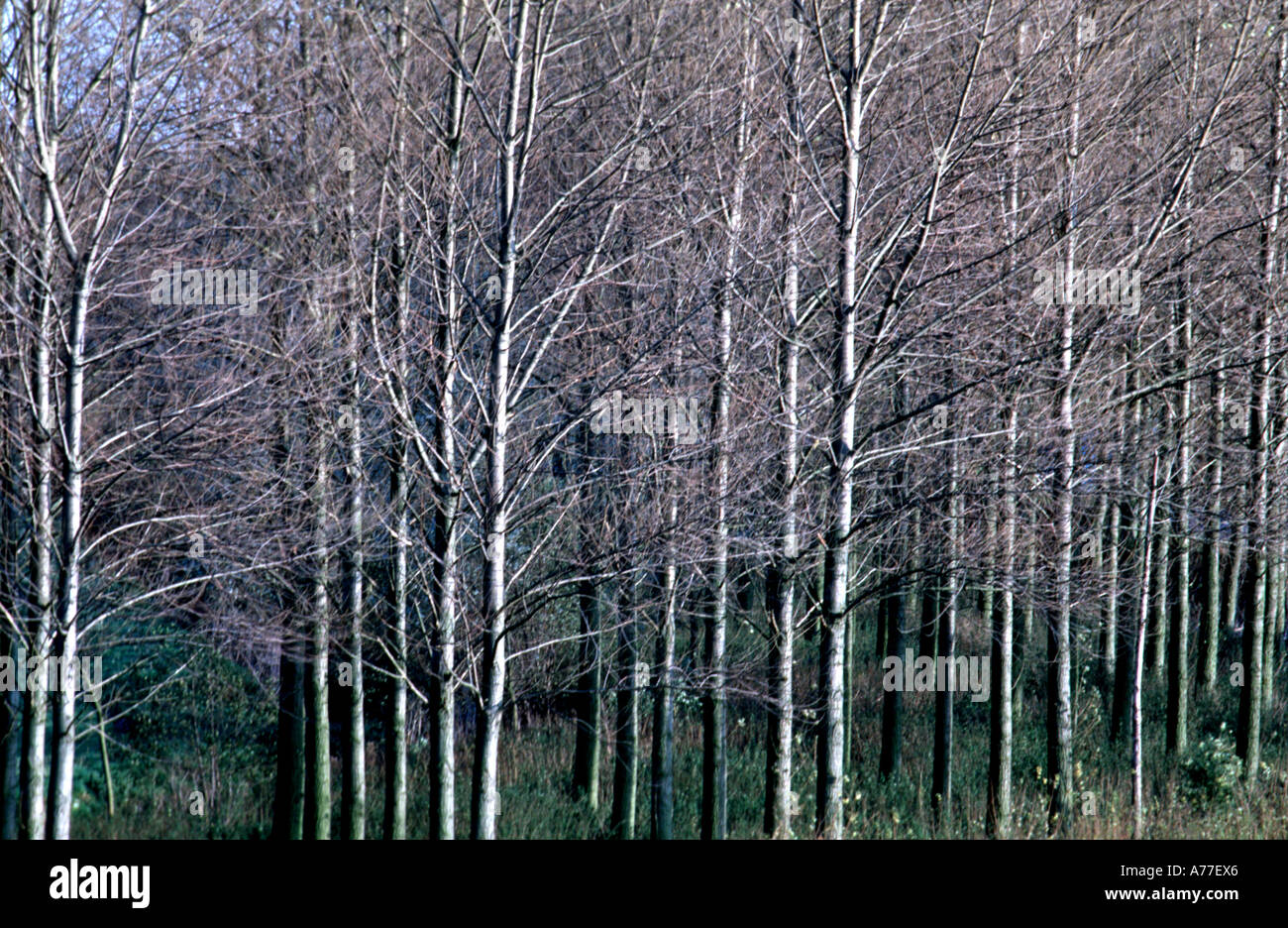 Silver birch trees Stock Photo - Alamy