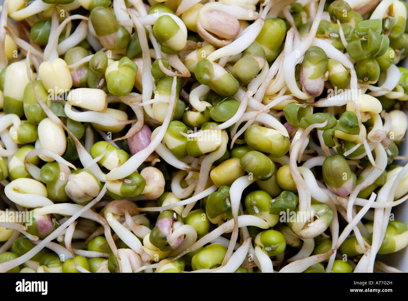 Mung bean sprouts Stock Photo - Alamy