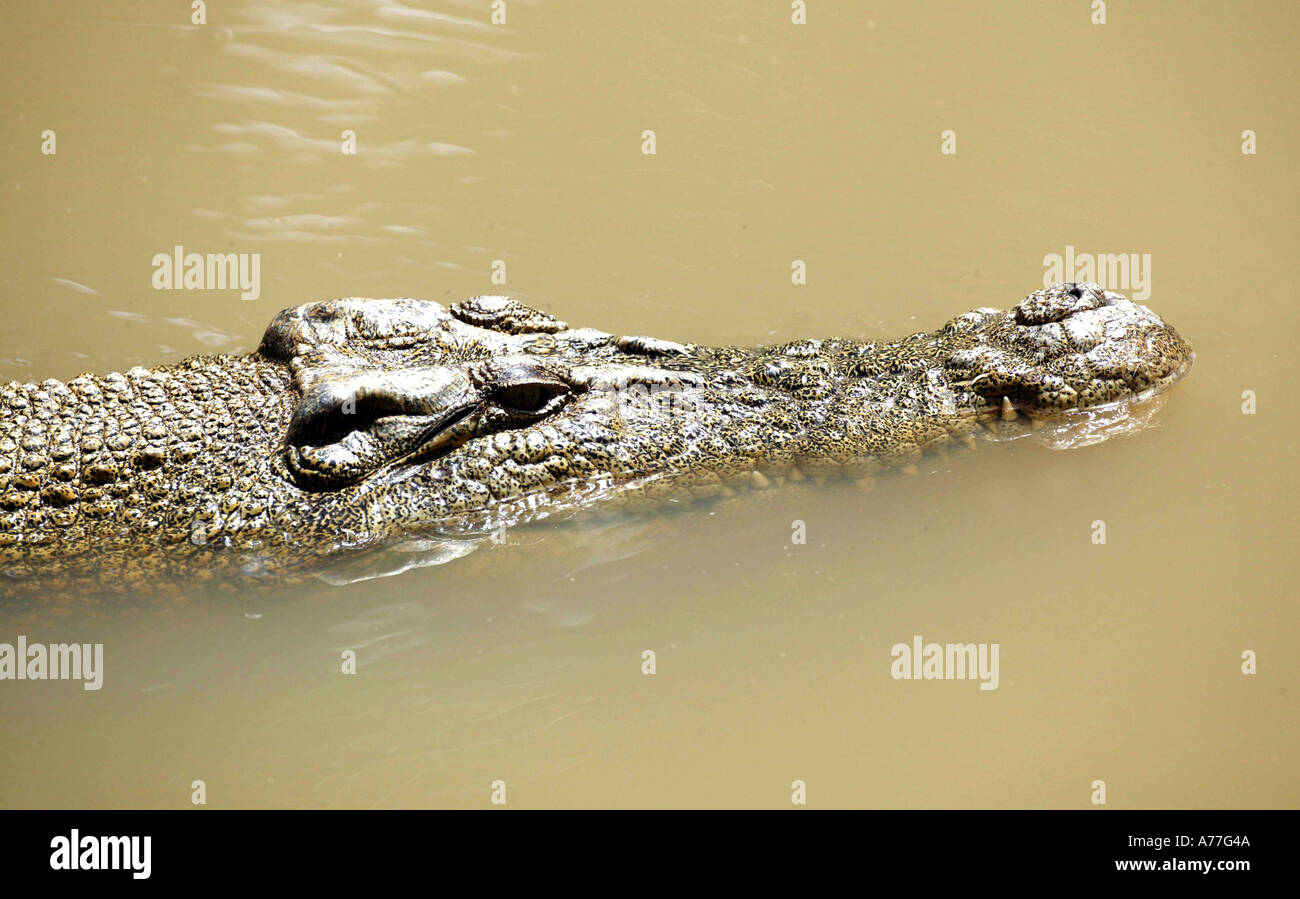 Salt Water Crocodile Australia Stock Photo - Alamy