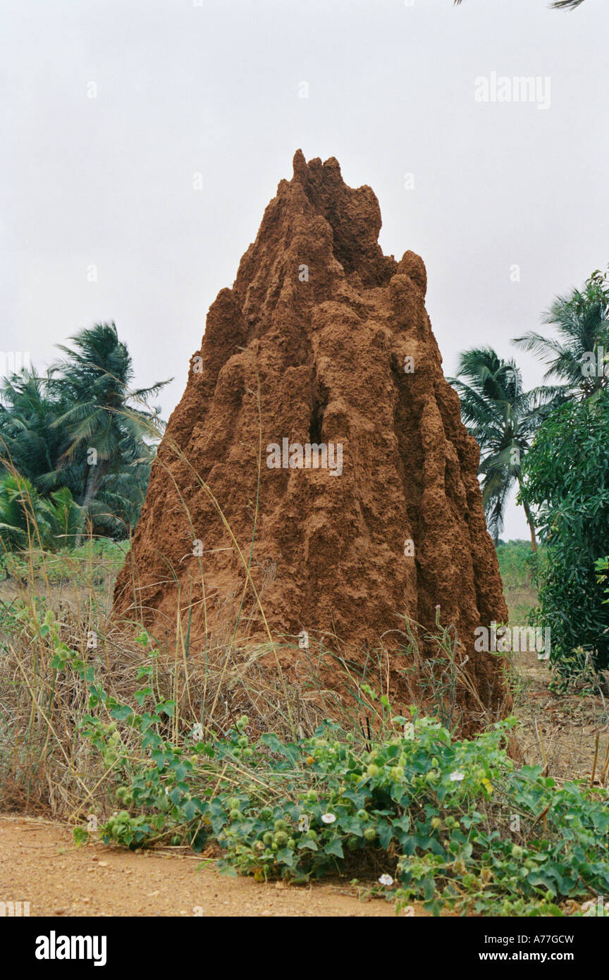 African anthill hi-res stock photography and images - Alamy