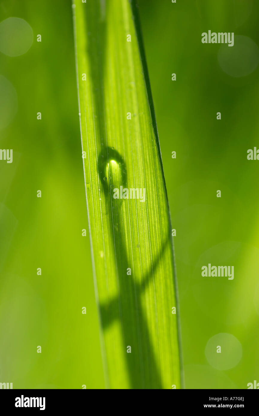blade of grass Stock Photo - Alamy