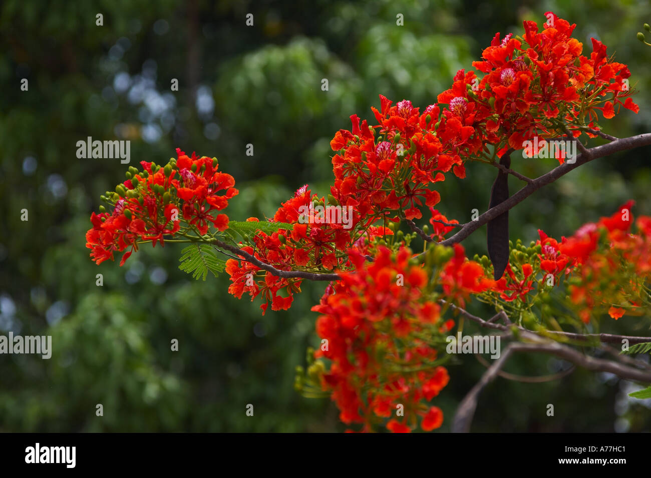 Flowering acacia hi-res stock photography and images - Alamy