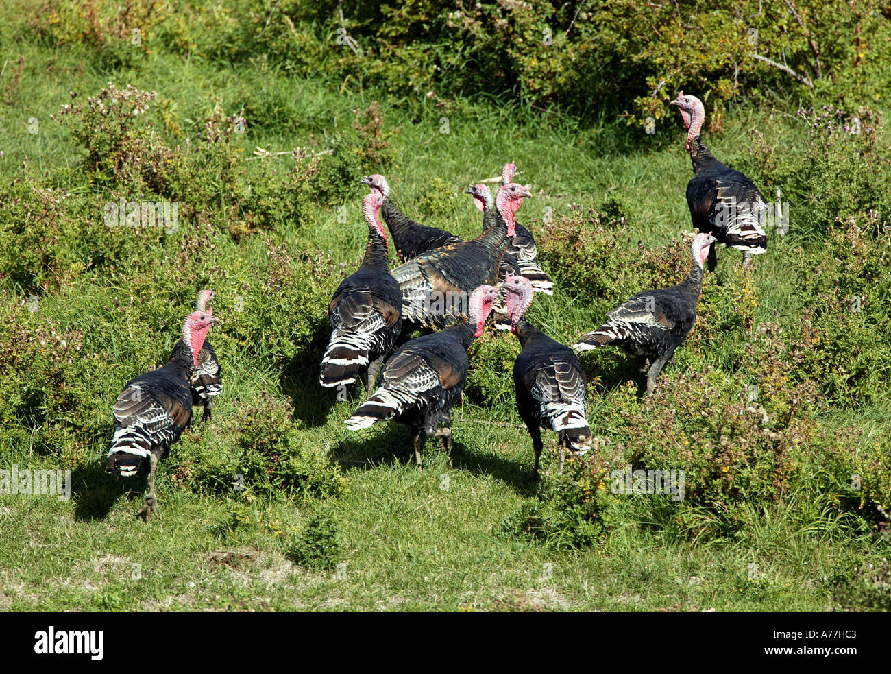 Turkey and new zealand hi-res stock photography and images - Alamy