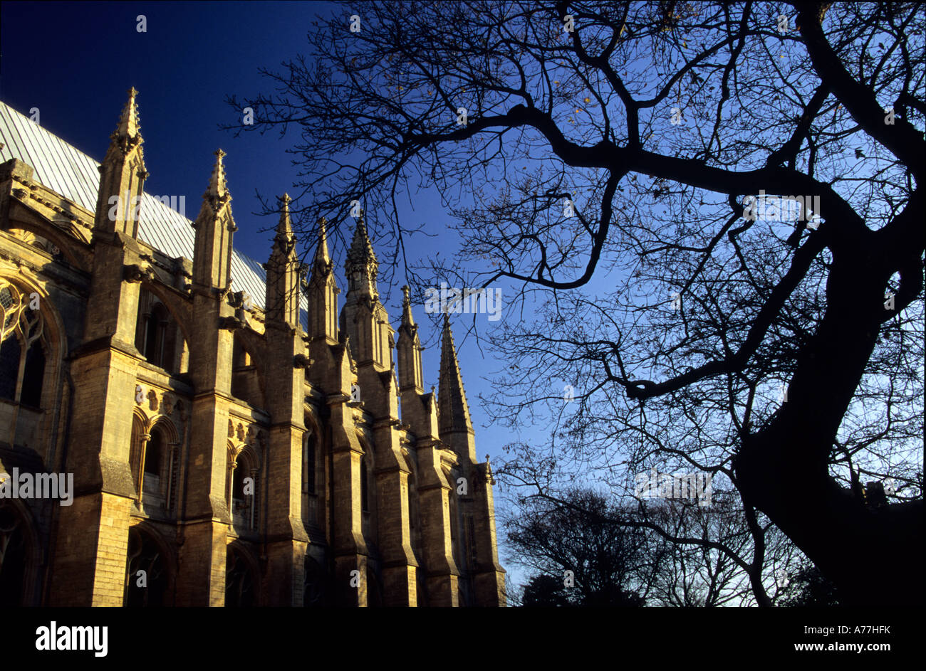 The South Side Of Ely Cathedral Stock Photo - Alamy