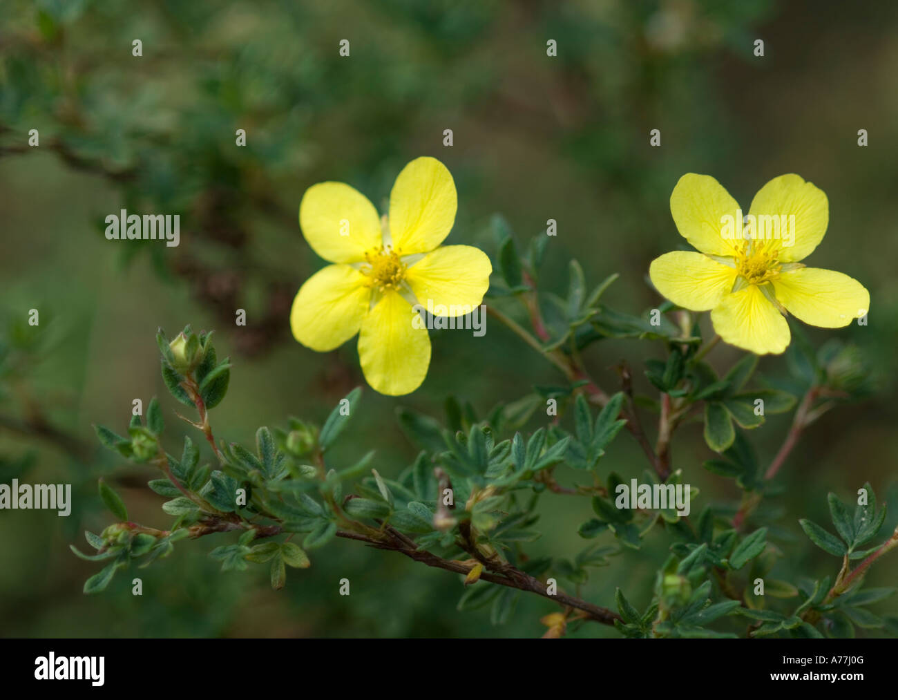 Shrubby cinquefoil potentilla fruticosa Rose family Rosaceae Stock ...