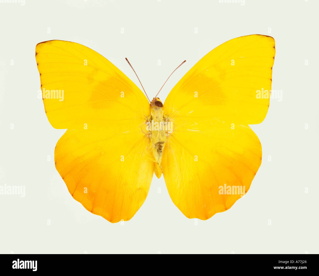 Yellow butterfly wings cutout hi-res stock photography and images - Alamy