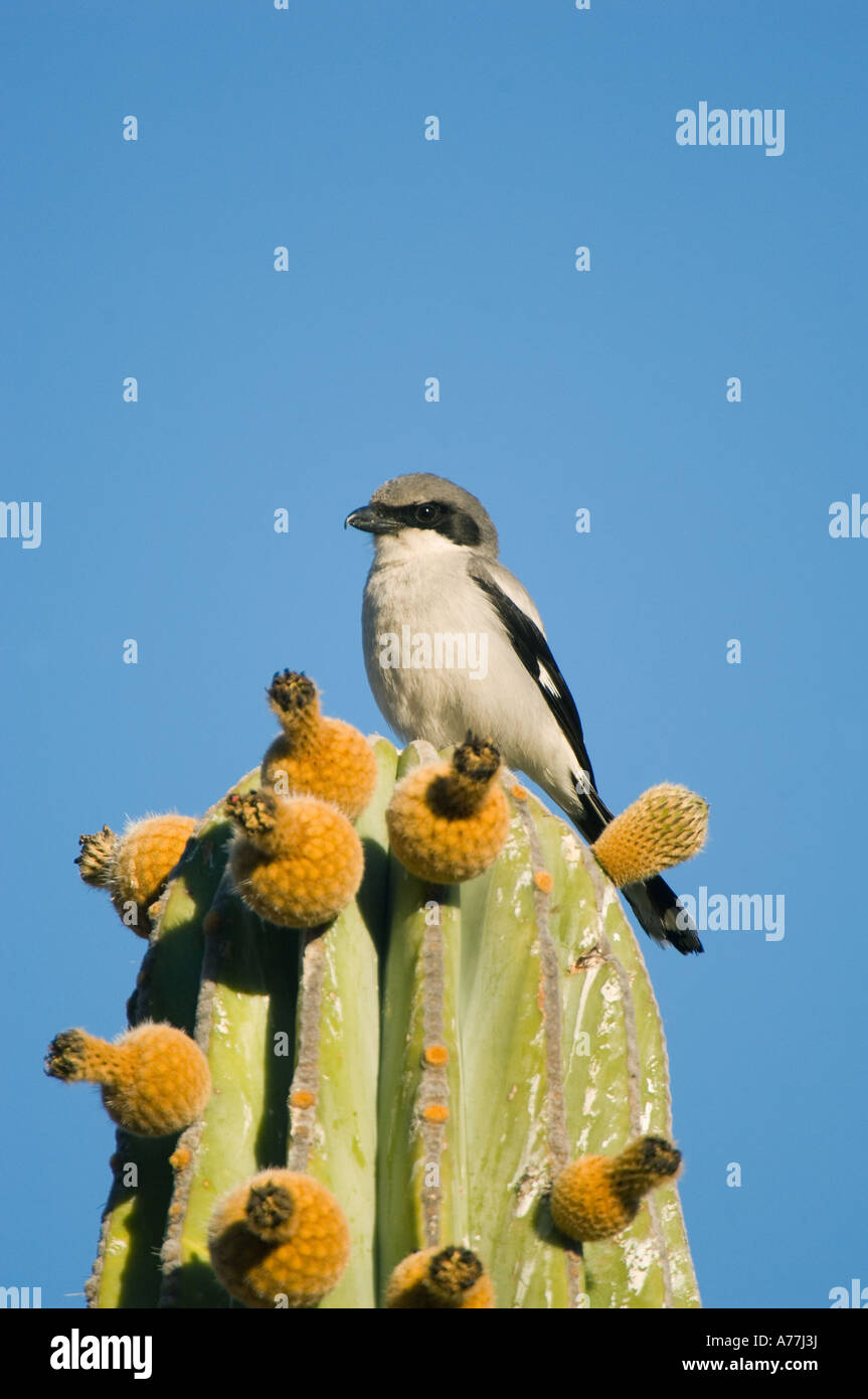 Shrike shrikes desert cactus hi-res stock photography and images - Alamy