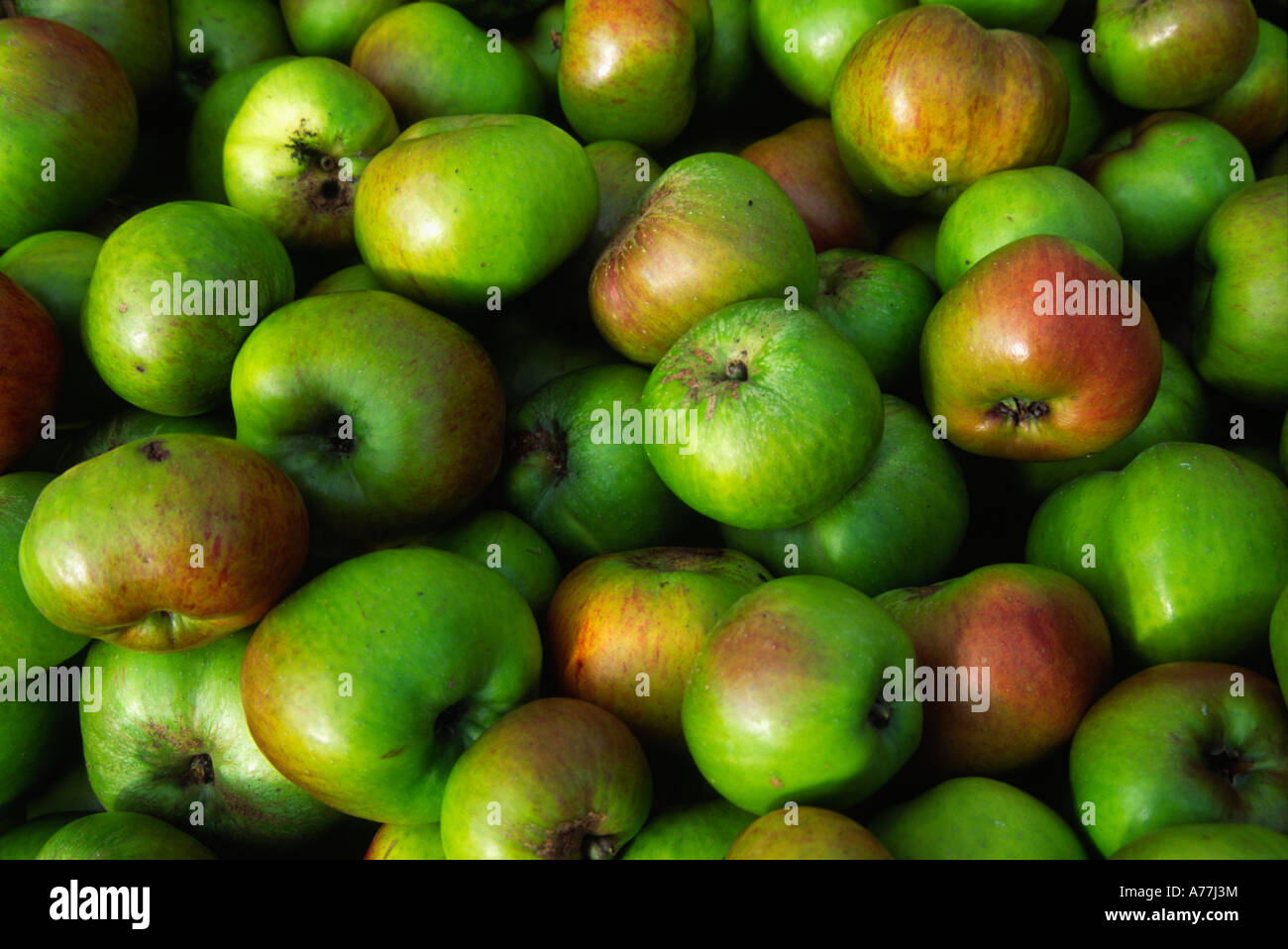 A barrel of Bramley apples Stock Photo - Alamy