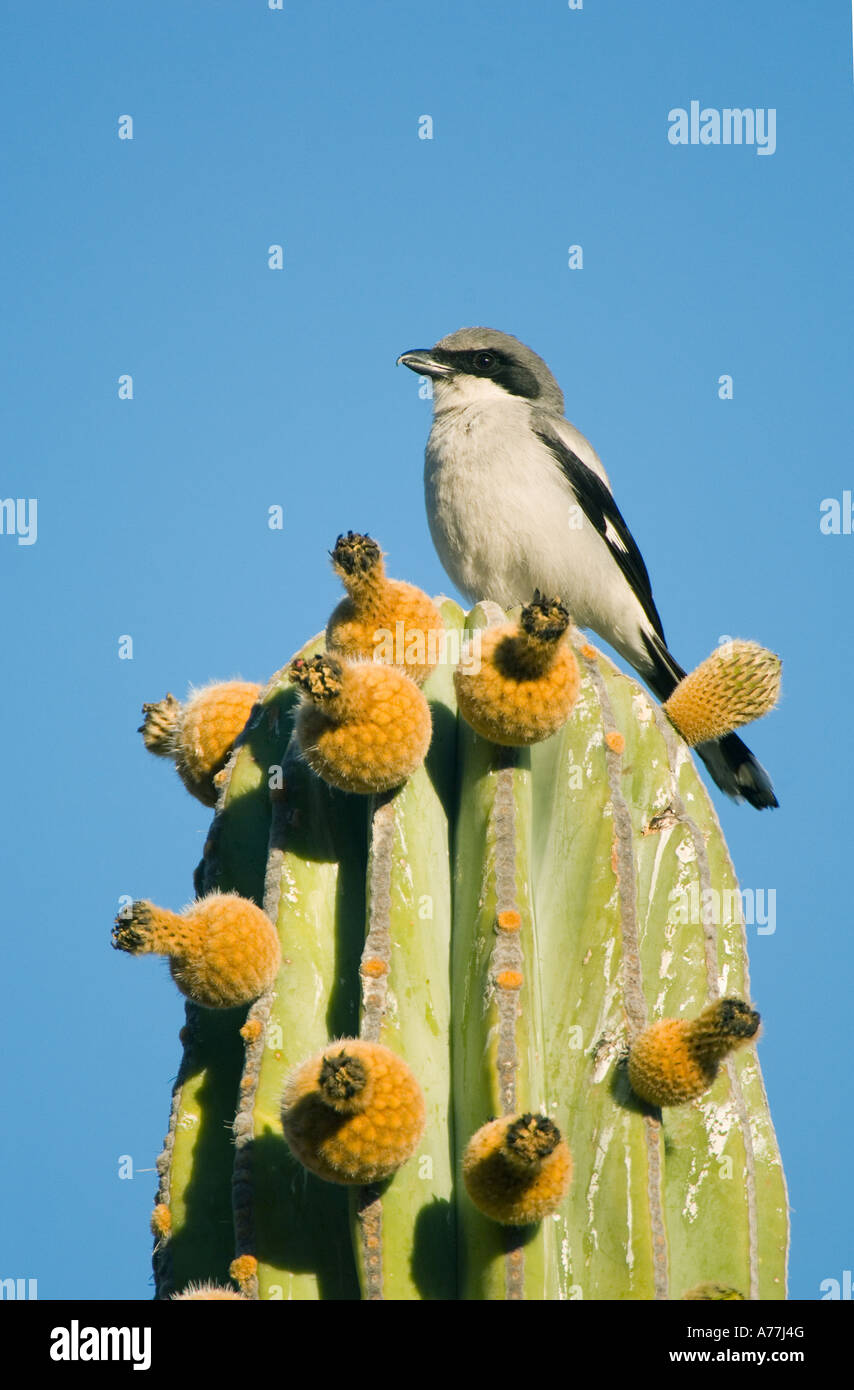 Loggerhead Shrike (Lanius ludovicianus) on Cardon Cactus, Baja ...