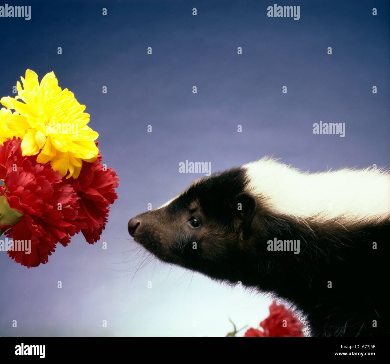 Skunk smelling flowers hi-res stock photography and images - Alamy