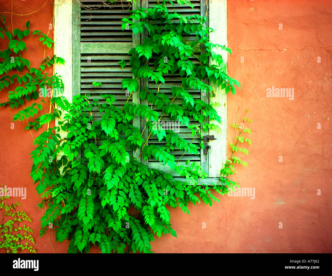 Vine covered window Stock Photo - Alamy