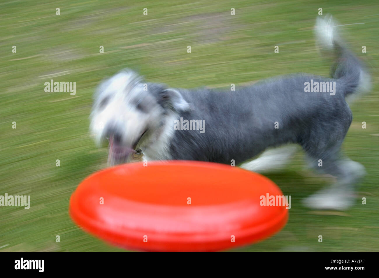 dog and Frisbee Stock Photo - Alamy