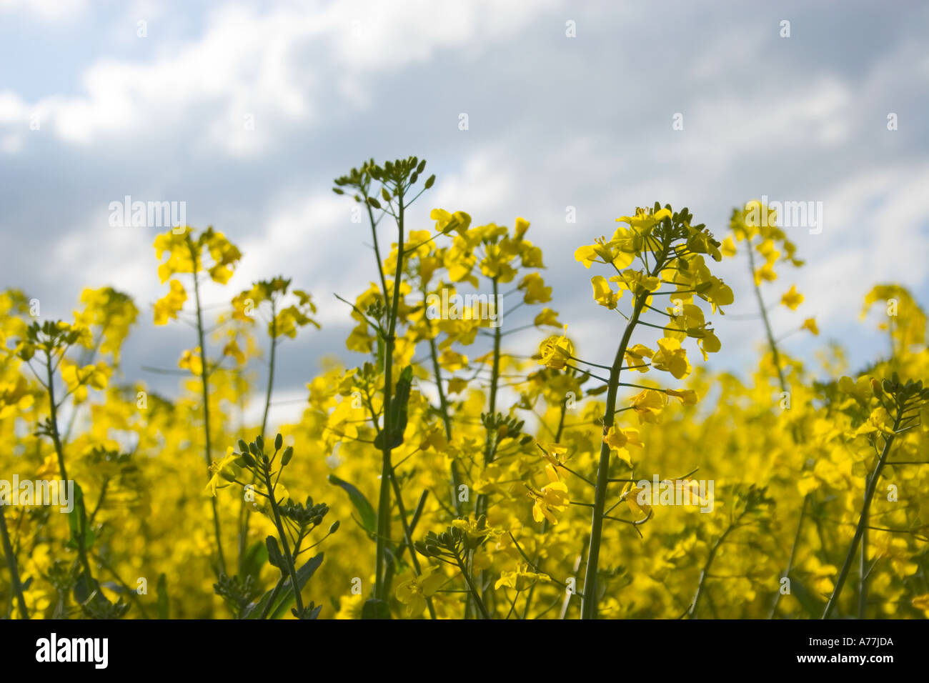 yellow flowers rapeseed oil field Stock Photo - Alamy
