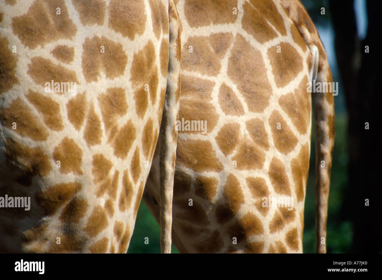 Two giraffes Rear ends Little tails Brown white markings on skin Stock ...