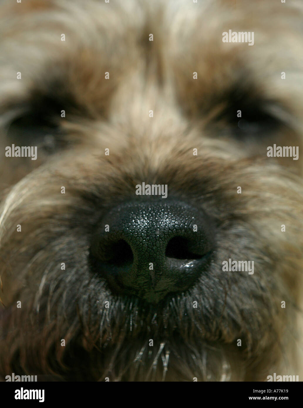 Boarder terrier hi-res stock photography and images - Alamy