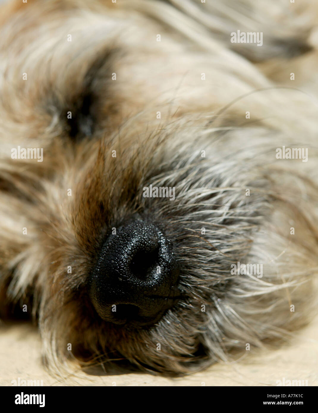 Boarder terrier hi-res stock photography and images - Alamy