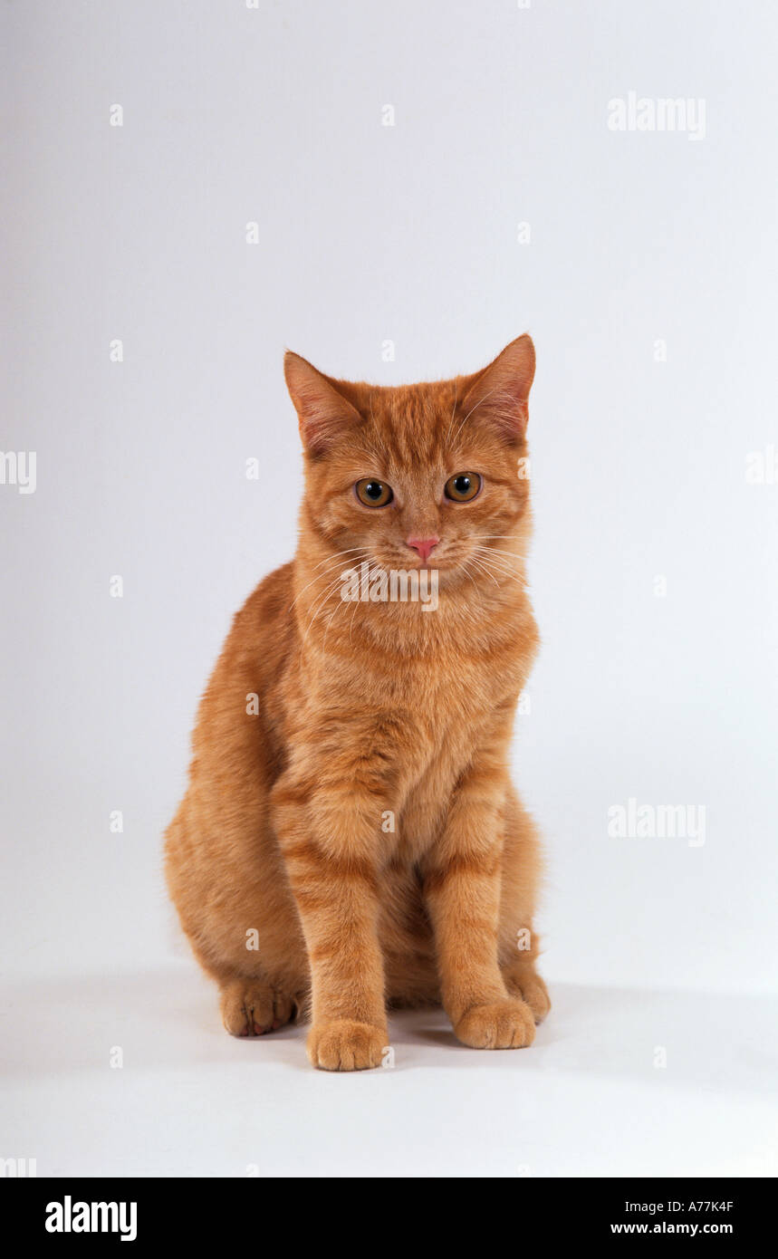 red domestic cat - sitting - cut out Stock Photo - Alamy