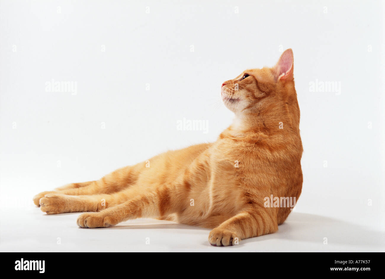 red domestic cat - lying - cut out Stock Photo - Alamy