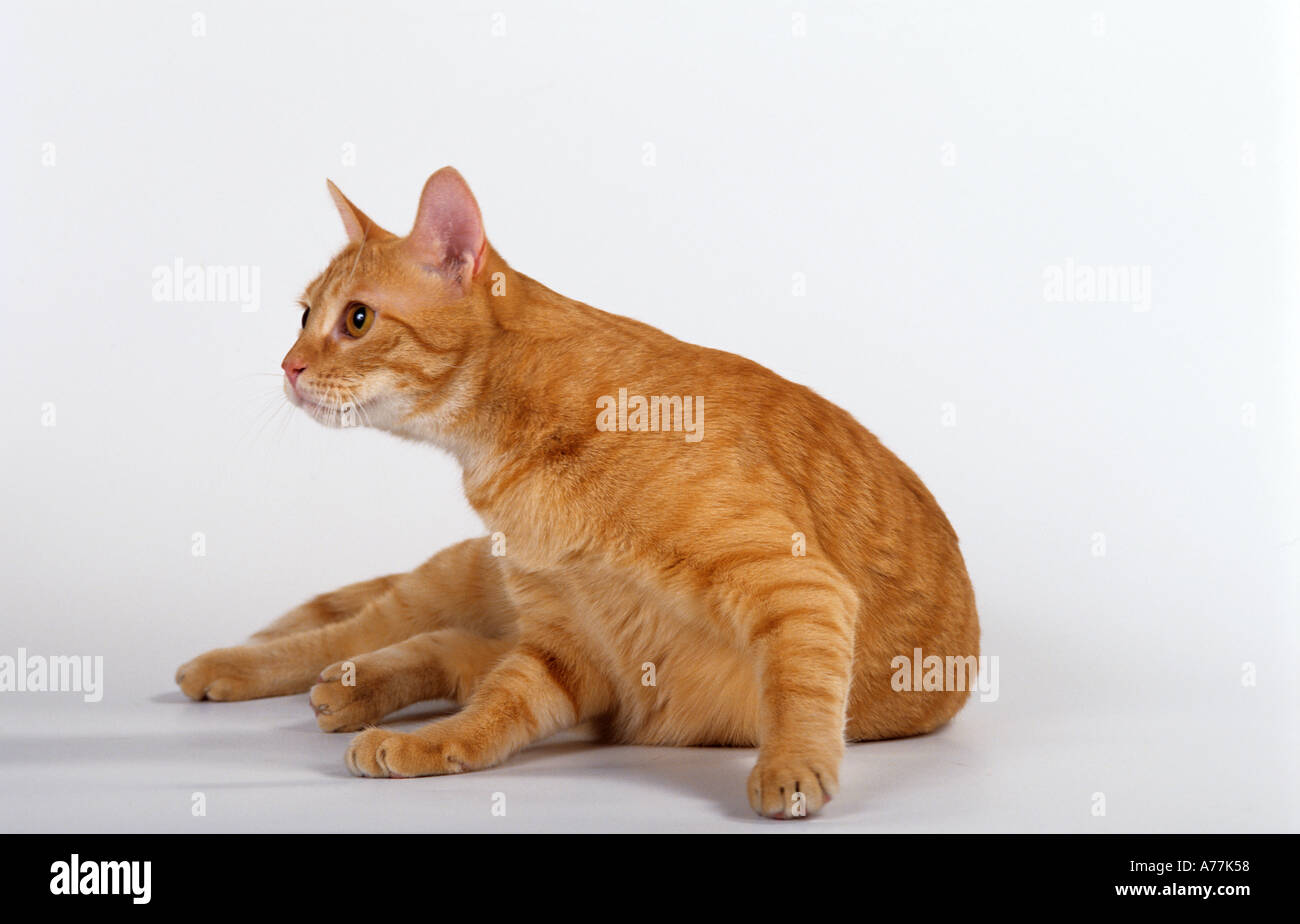 red domestic cat - lying - cut out Stock Photo - Alamy