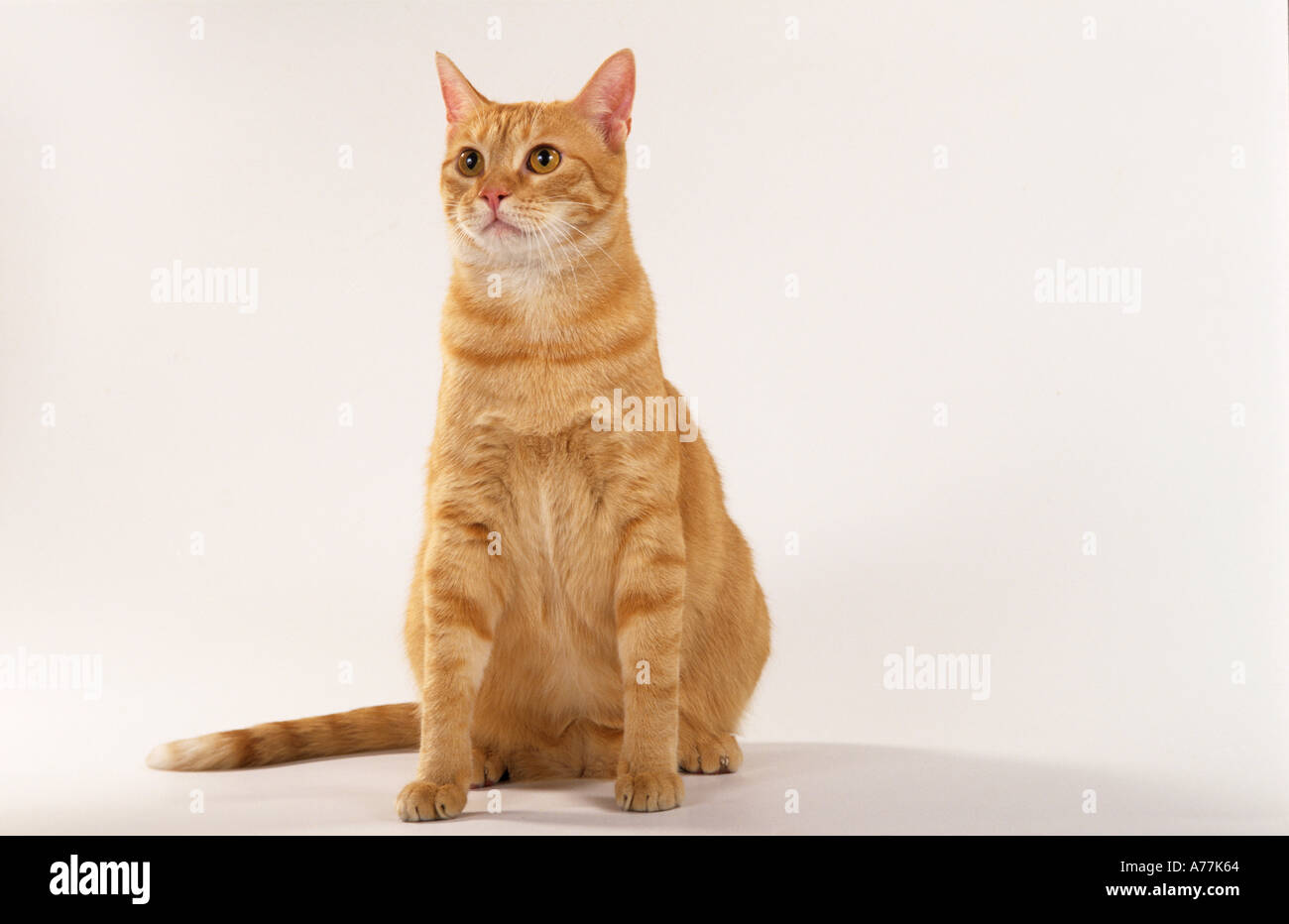red domestic cat - cut out Stock Photo - Alamy