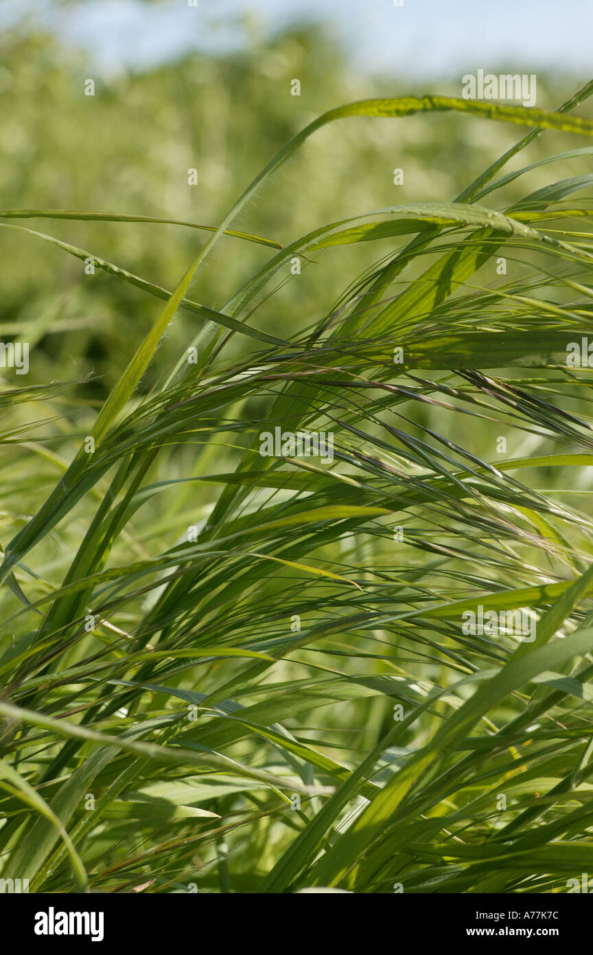 wild green grasses growing in the rural uk environment Stock Photo - Alamy