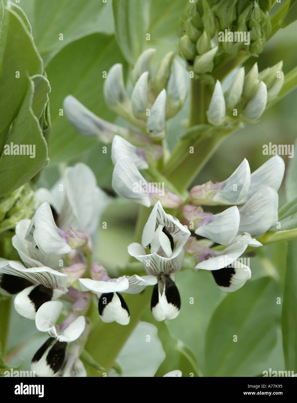 Bean field may hi-res stock photography and images - Alamy