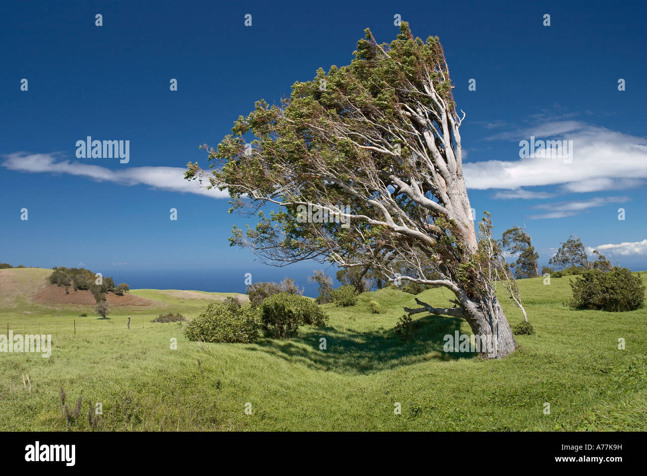 Wind blown tree Stock Photo - Alamy