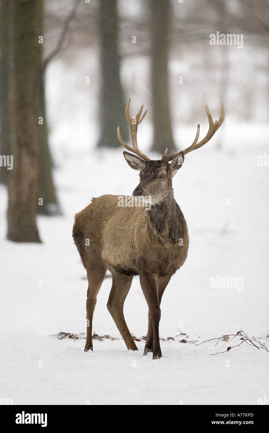 Red deer weather hi-res stock photography and images - Alamy