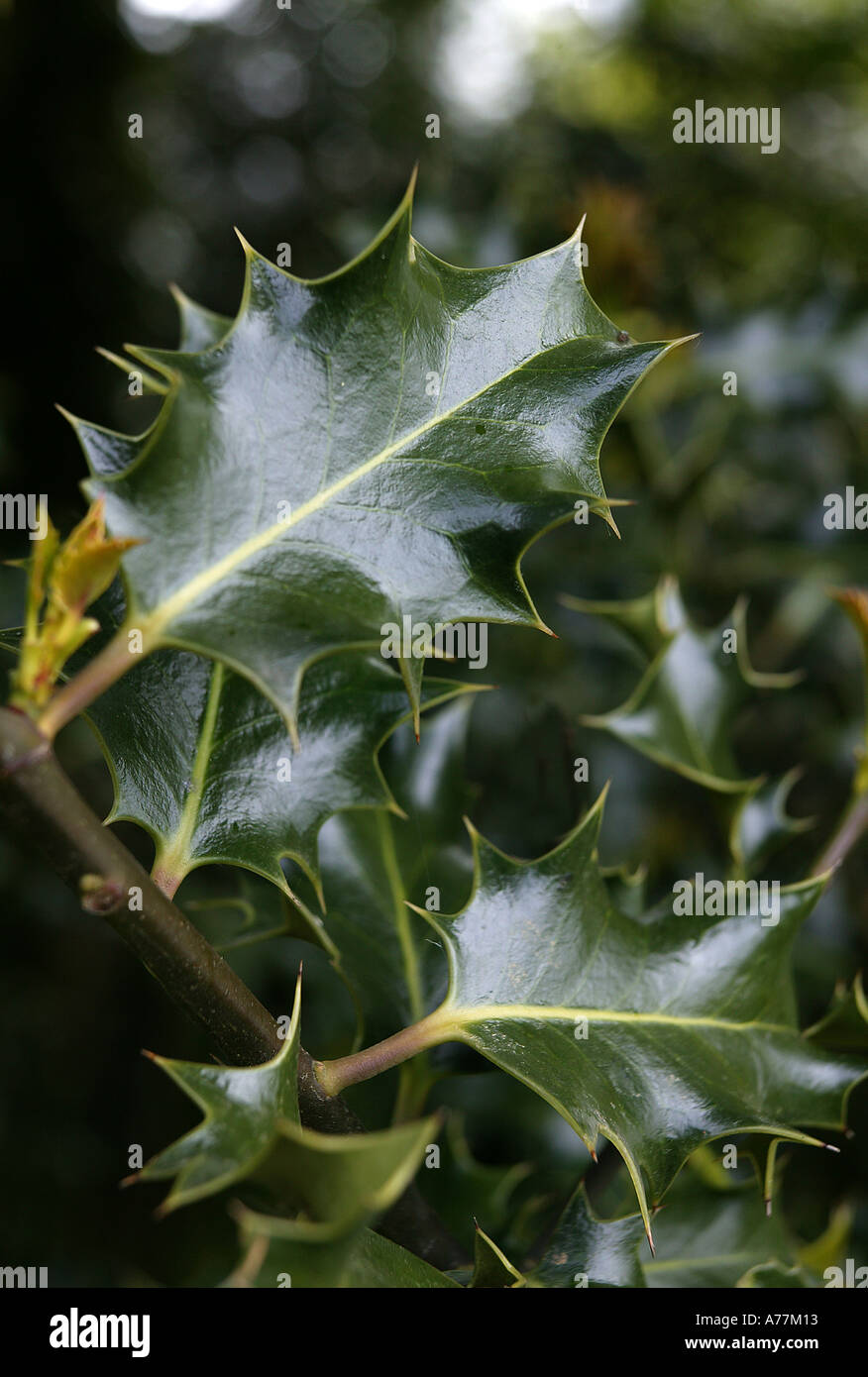 detail of holly leaf in the spring sunshine christmas concepts Stock ...