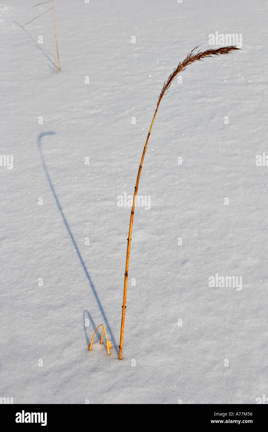 Common reed invasive plant species hi-res stock photography and images ...