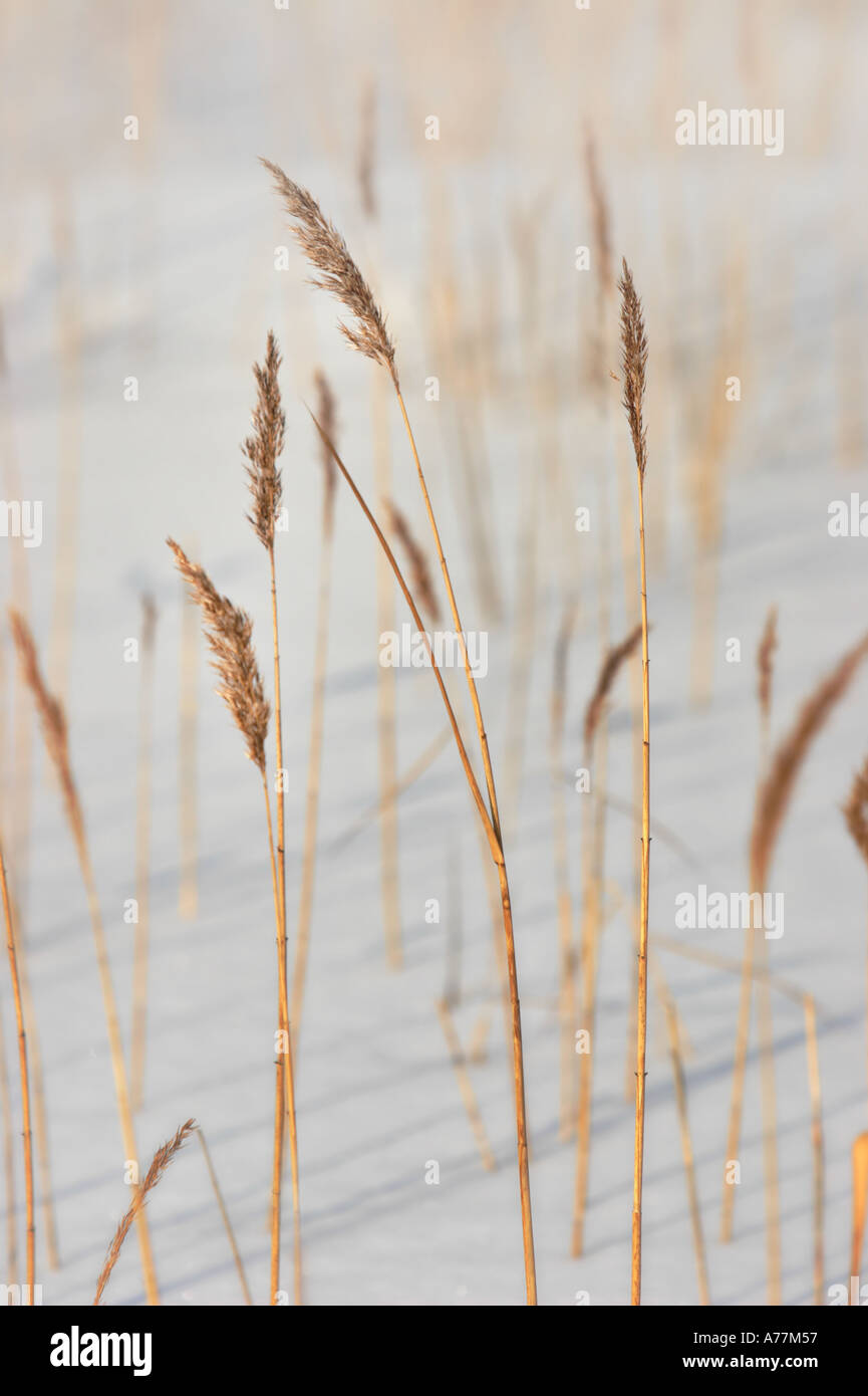 Common reed invasive plant species hi-res stock photography and images ...