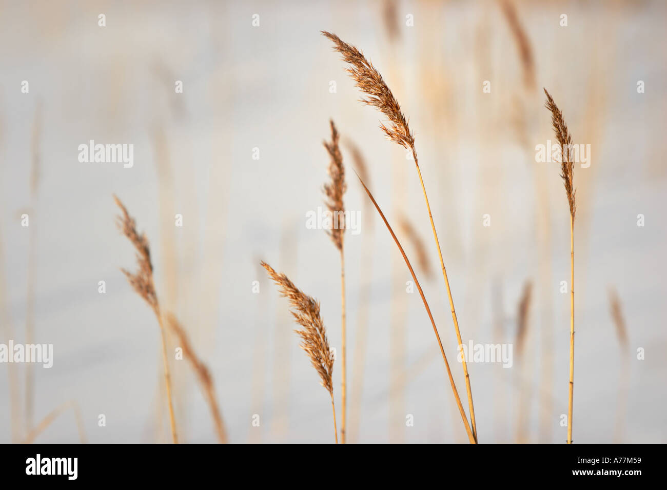 Common reed invasive plant species hi-res stock photography and images ...