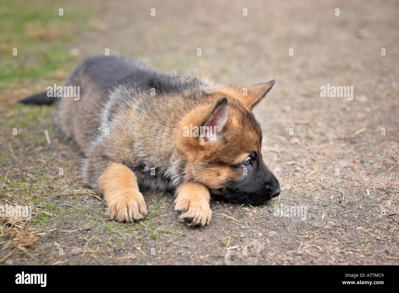 Resting german shepherd puppy Stock Photo - Alamy