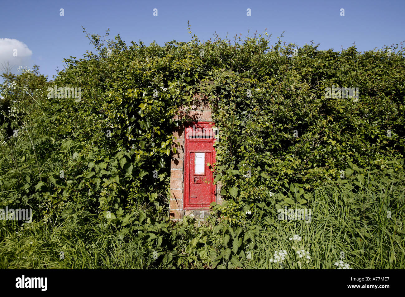 An old Post Box hidden in undergrowth in the Worcestershire village of ...