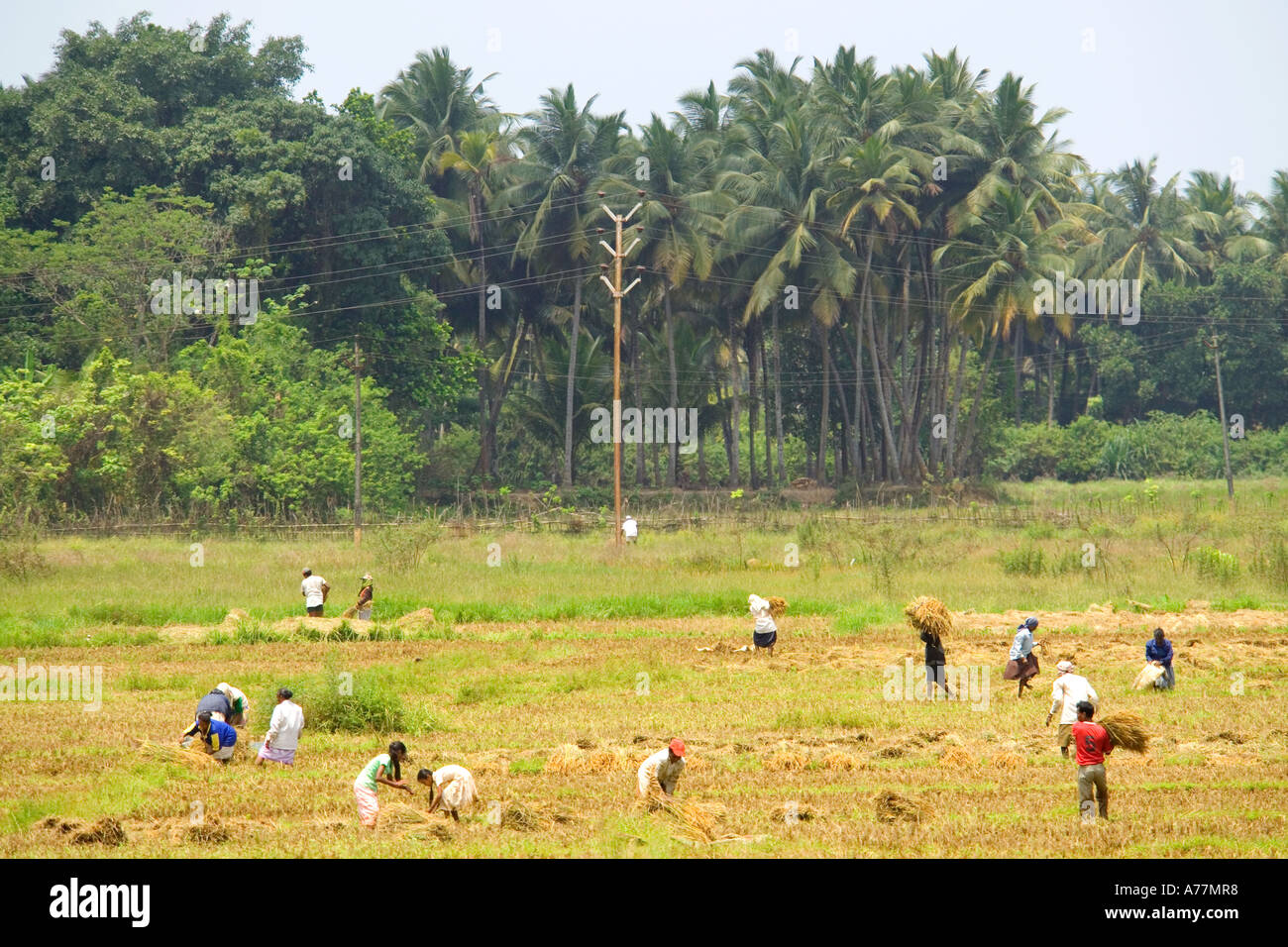 Paddy Field Goa Stock Photos & Paddy Field Goa Stock Images - Alamy
