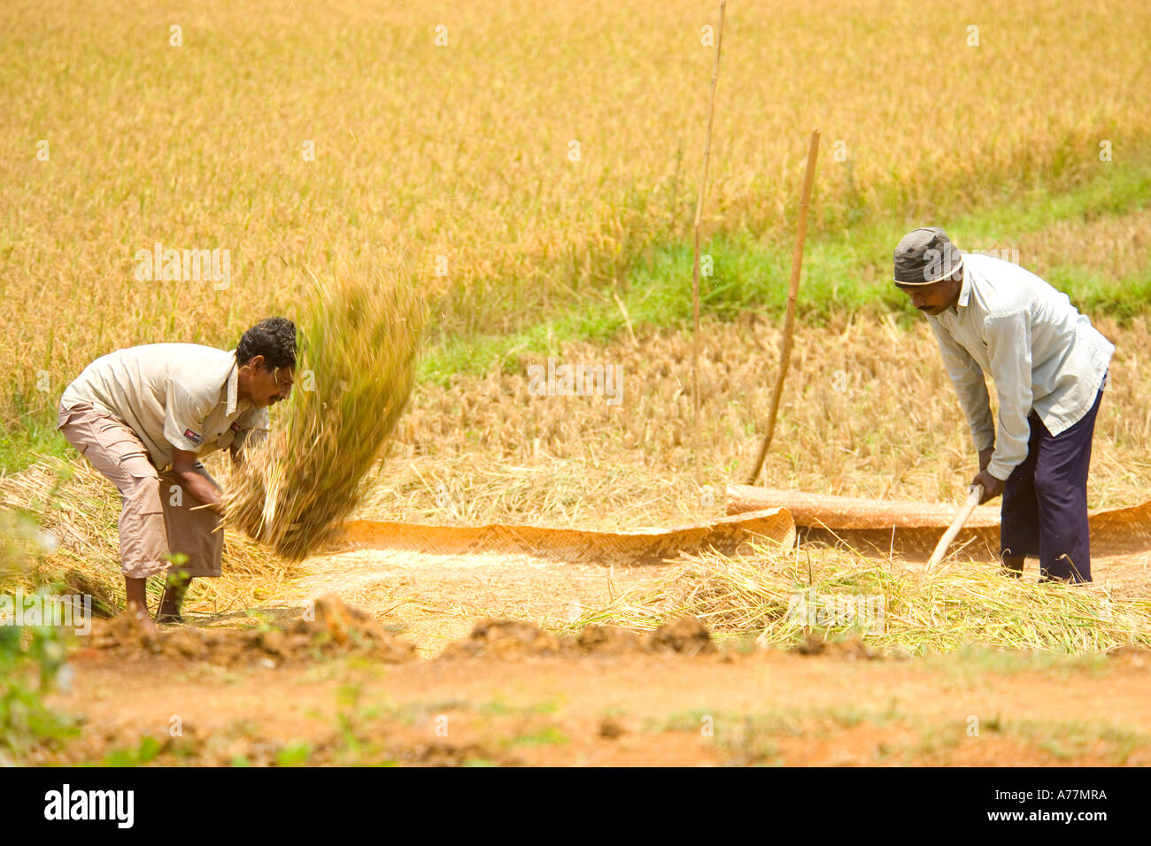 Rice Grains Threshing Stock Photos & Rice Grains Threshing Stock Images ...