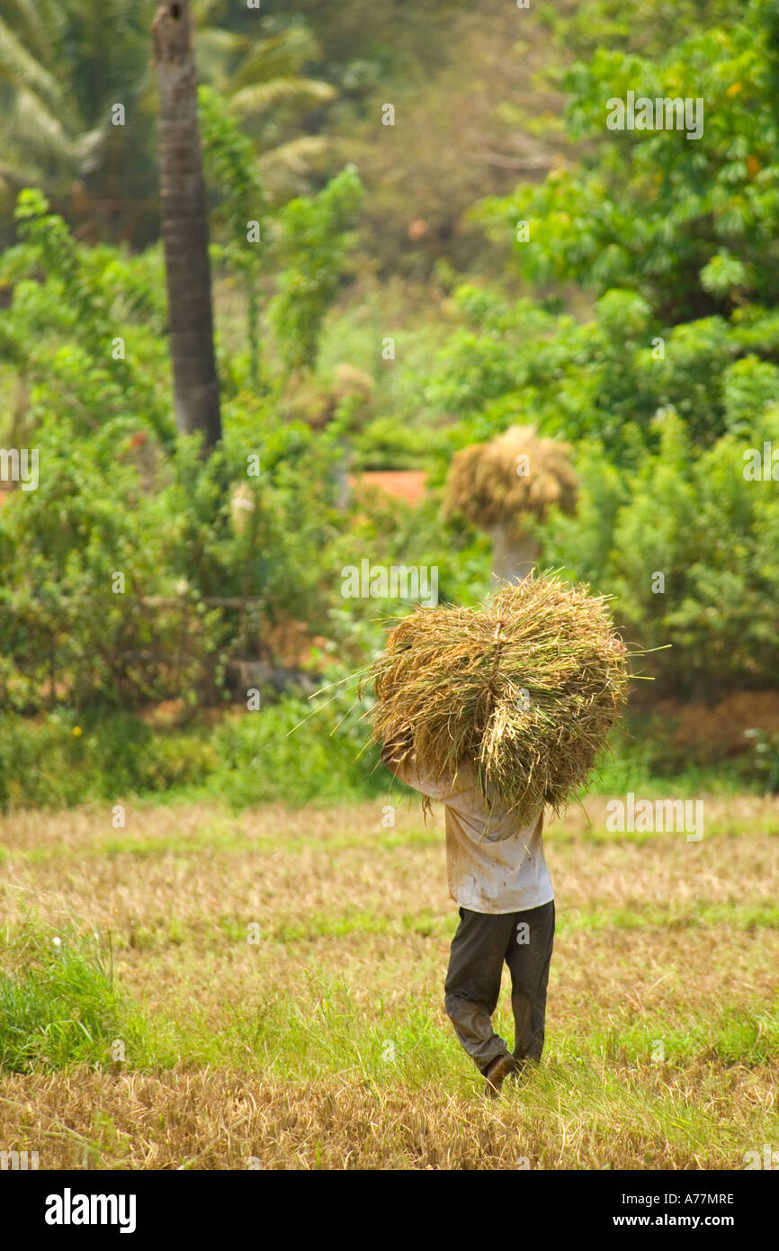 Workers in the field collecting the rice crop prior to threshing or ...