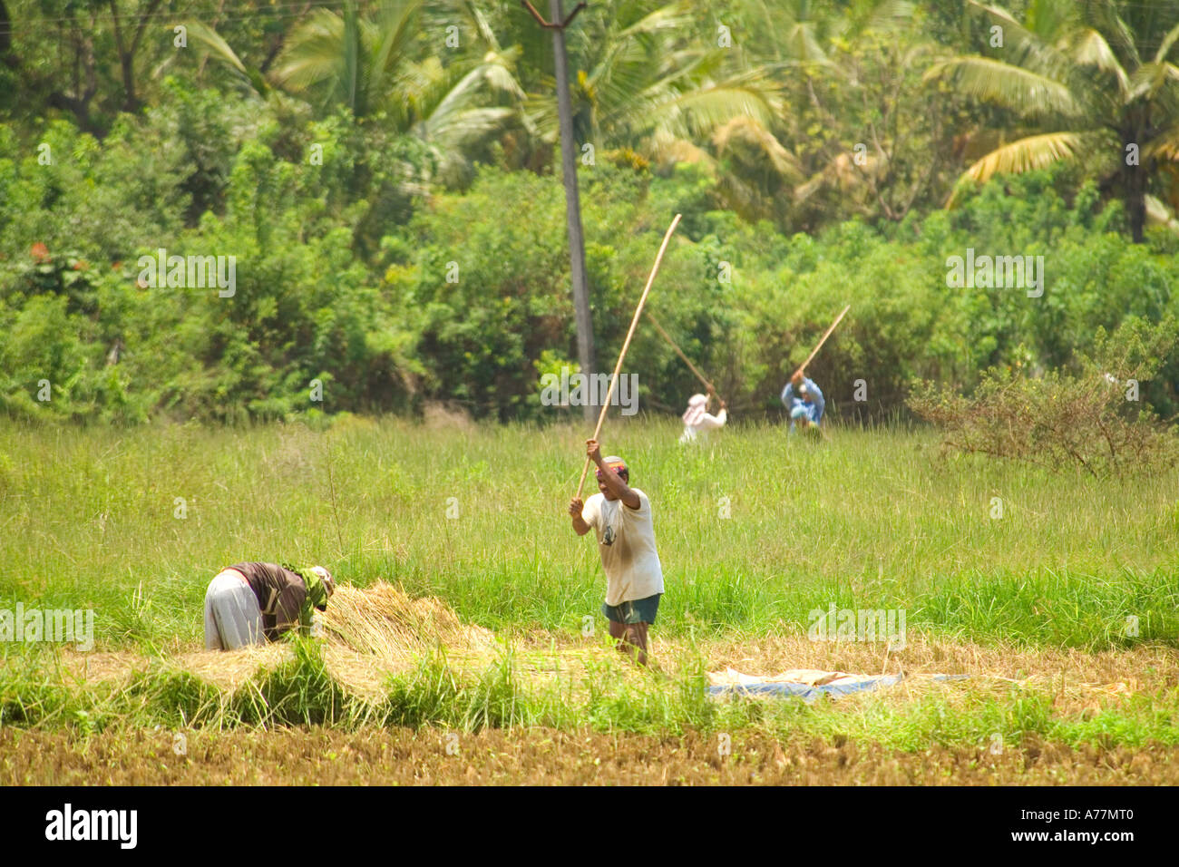 Workers in the field threshing or shelling rice after drying which ...