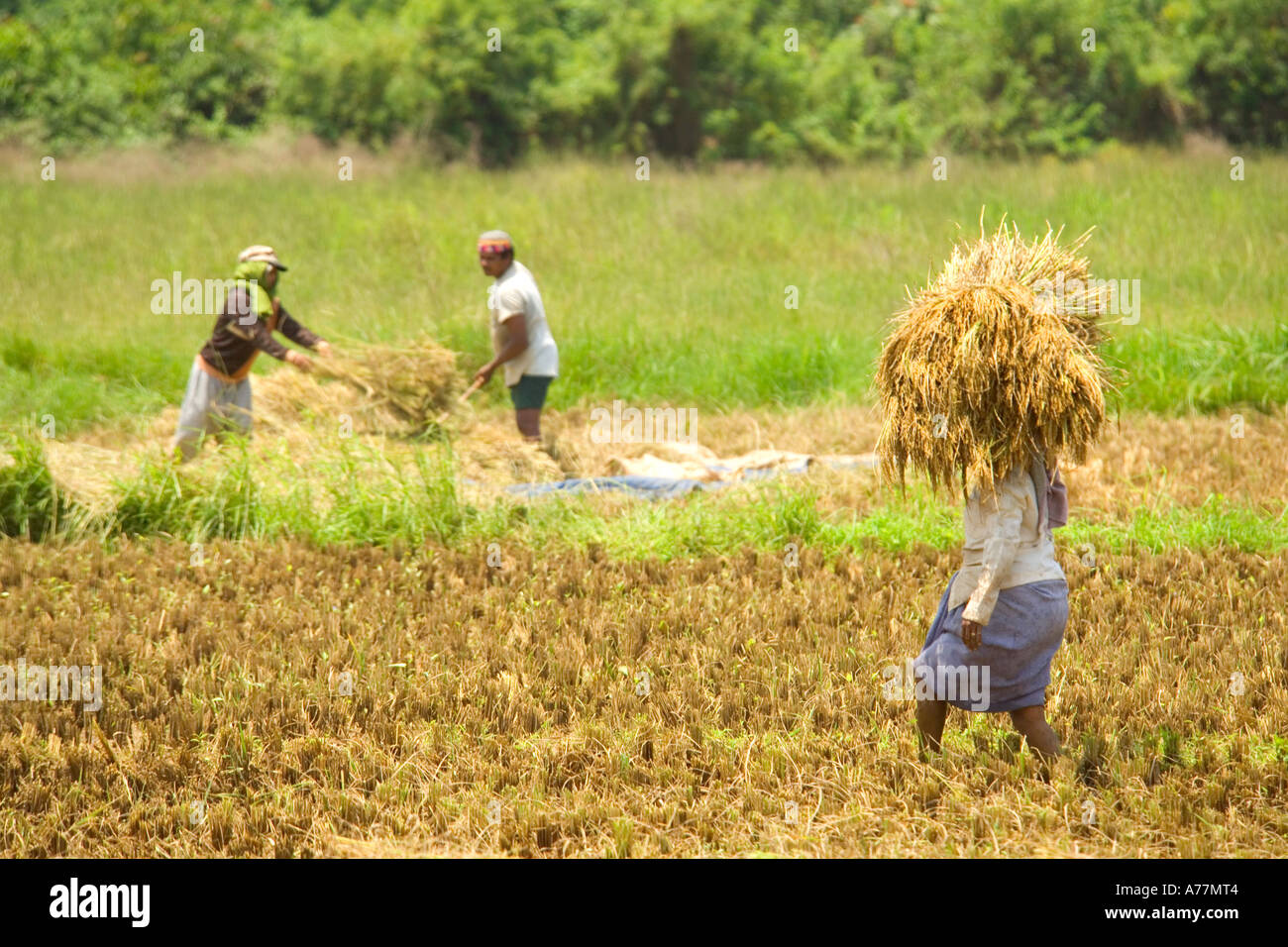 Workers in the field collecting the rice crop prior to threshing or ...